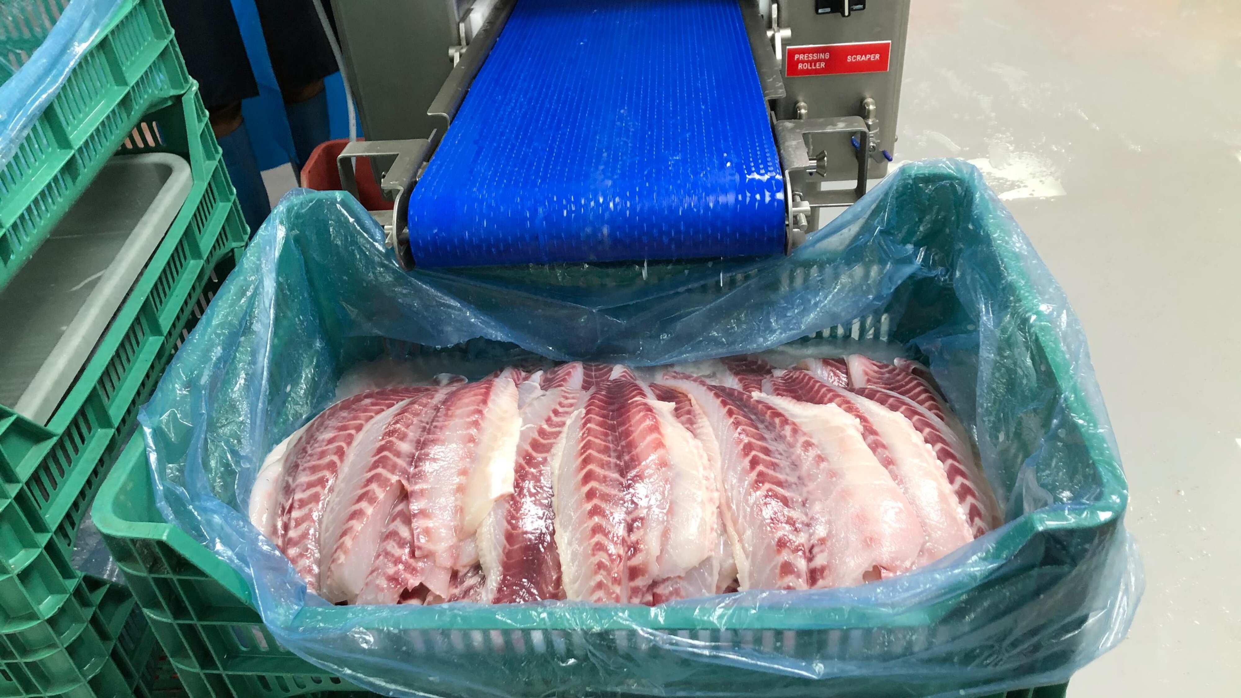 Insights with Ian: Improving Fillet Yield Through Genetic Selection ...